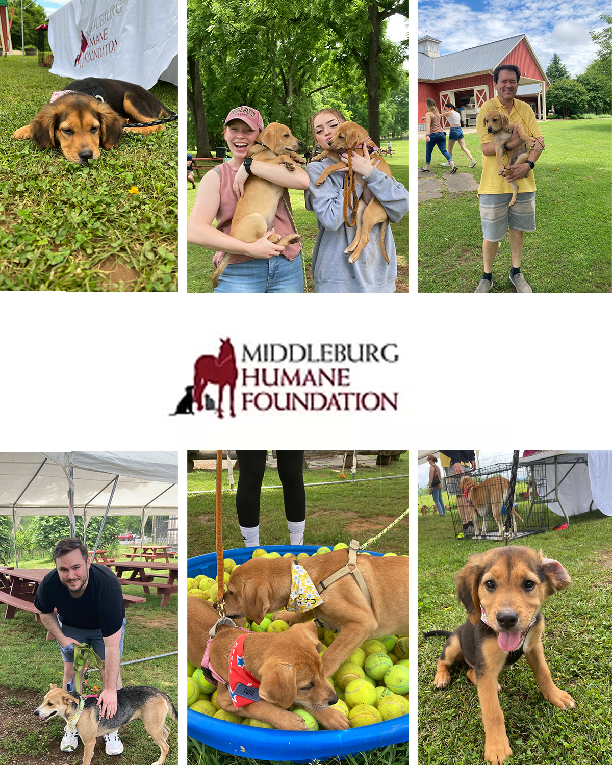 K9's in the Vines - CC Pace